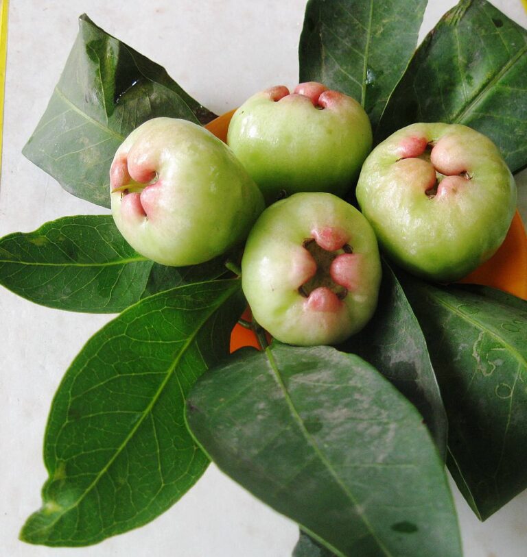 Wax Apple Fruit – Nutrition Facts and Uses